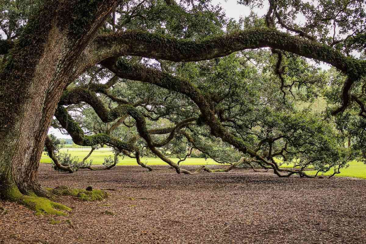 ओक पेड़ के बारे में 25 अद्भुत जानकारी Information About Oak Tree In ...
